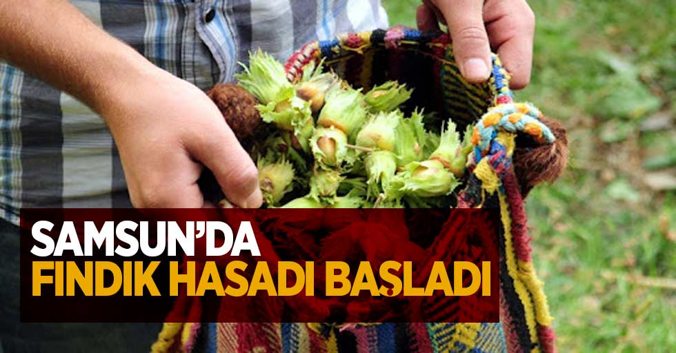 Samsun'da fındık hasadı başladı... - Samsun Haber | Samsun Son Dakika ...