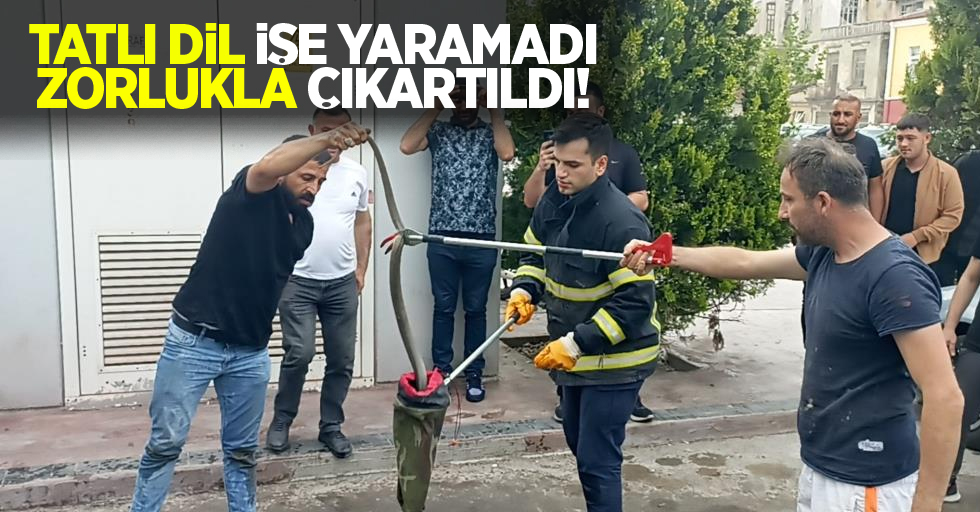 Tatlı dil işe yaramadı zorlukla çıkartıldı - Samsun Haber | Samsun Son ...