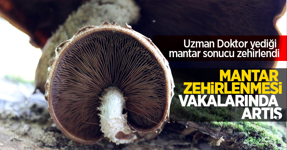 Mantar zehirlenmesi vakalarında artış: Uzman Doktor yediği mantar ...