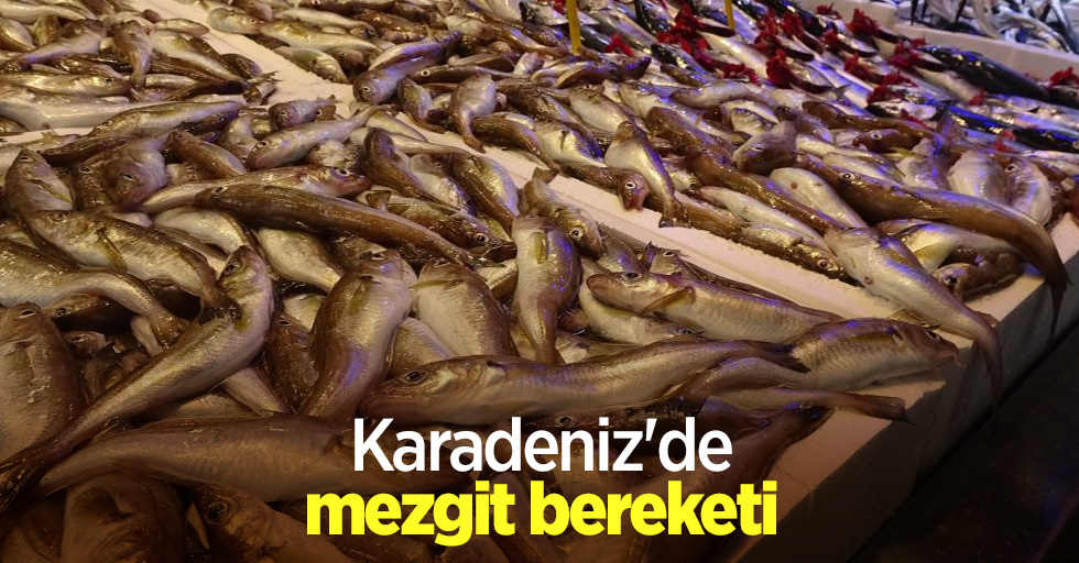 Karadeniz'de mezgit bereketi - Samsun Haber | Samsun Son Dakika ve ...