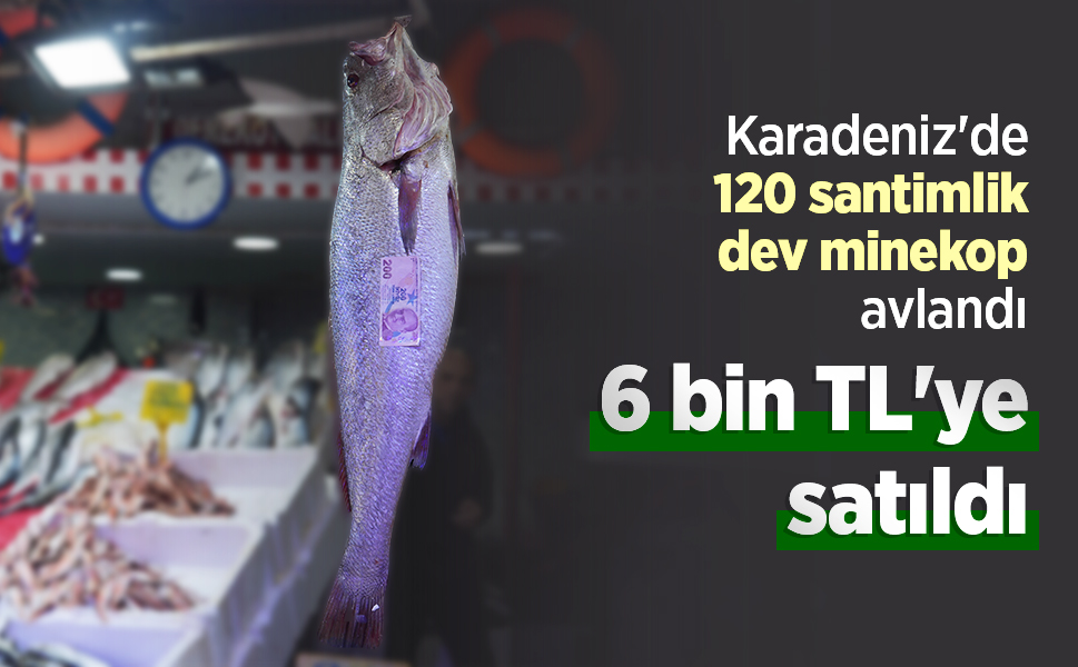 Karadeniz'de 120 santimlik dev minekop avlandı, 6 bin TL'ye satıldı ...